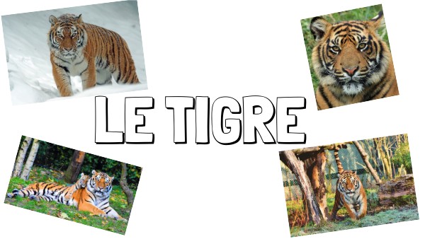 Mon animal préféré le TIGRE
