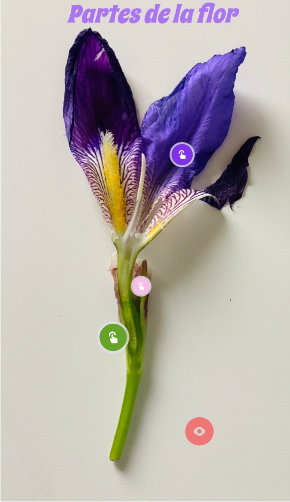Imagen interactiva partes de la flor 🌼