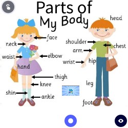Imagen Interactiva Parts Of The Body