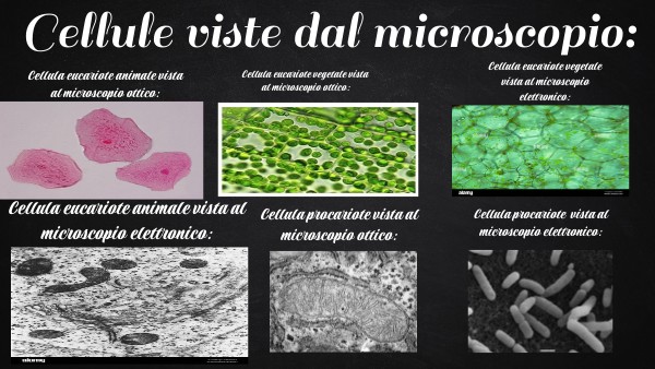 Cellule viste dal microscopio