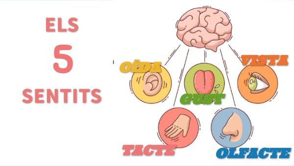 ELS SENTITS | Genially