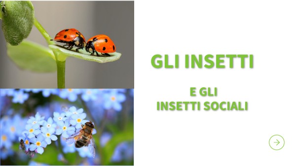 insetti