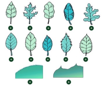 Leaf Margins Interactive