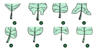 Leaf Bases Interactive