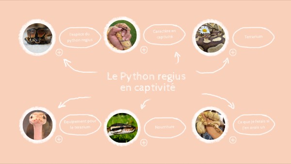Python regius | Genially