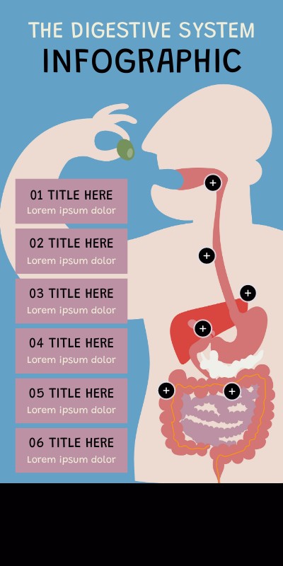 DIGESTIVE VERTICAL INFO | Genially