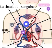 La circulation sanguine | Genially
