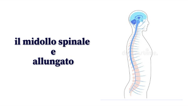 IL MIDOLLO SPINALE E ALLUNGATO | Genially