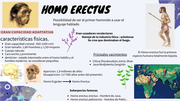Homo Erectus | Genially