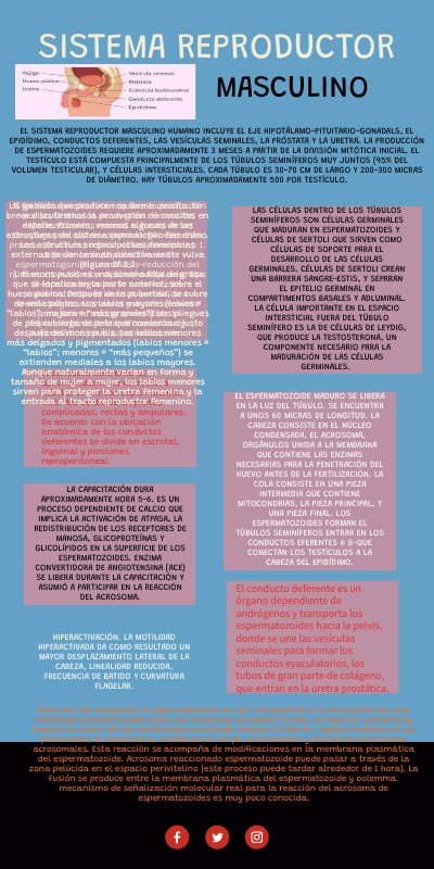 Sistema Reproductor | Genially