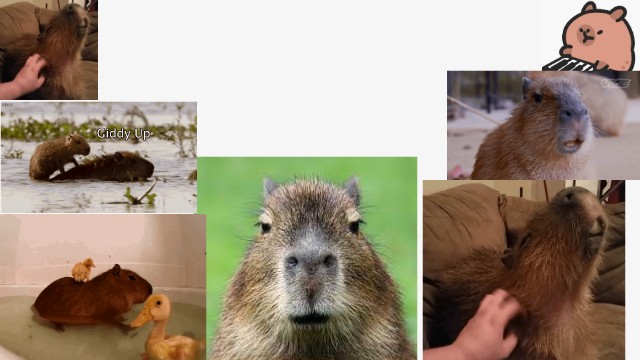 capybara video