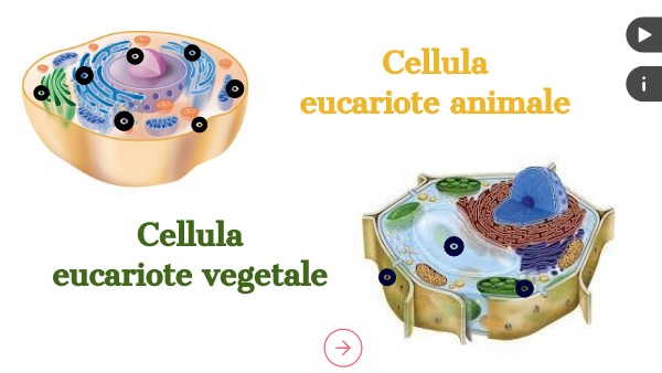 La cellula eucariote