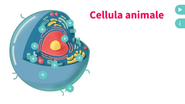 BIGNOTTI MASSIMO CELLULA ANIMALE | Genially