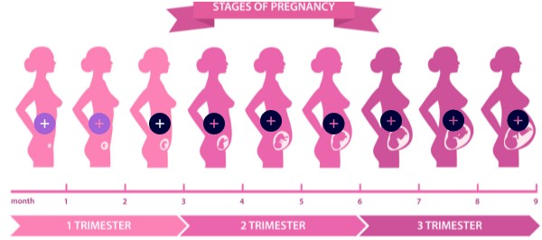 Fetal development | Genially