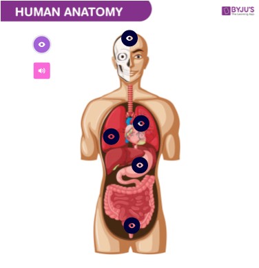 Human Anatomy | Genially
