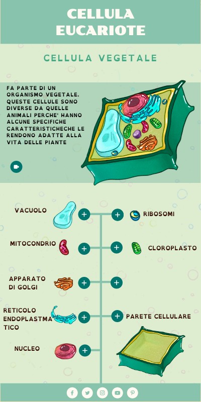 CELL VERTICAL INFO | Genially
