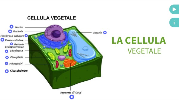 cellula vegetale