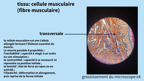 cellule musculaire