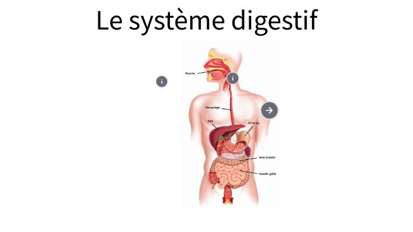 Le système digestif