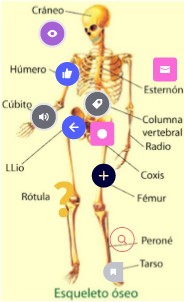 ESQUELETO OSEO | Genially