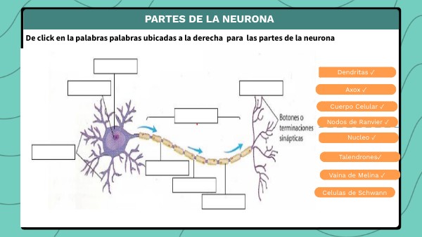 partes de la neurona | Genially