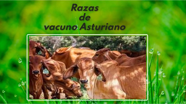 razas de vacuno | Genially