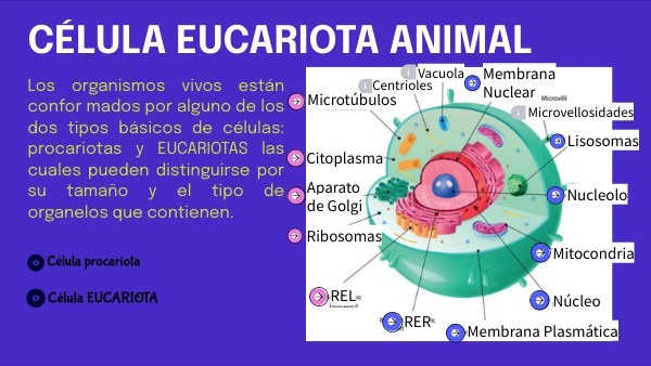 Celula Eucariota Animal | Genially
