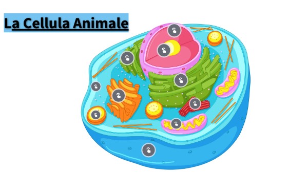 cellula Eucariote Animale Matilde Toro | Genially