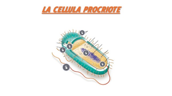 Cellula Procariote di Matilde Toro | Genially