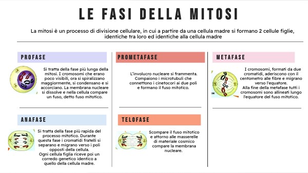 LE FASI DELLA MITOSI | Genially