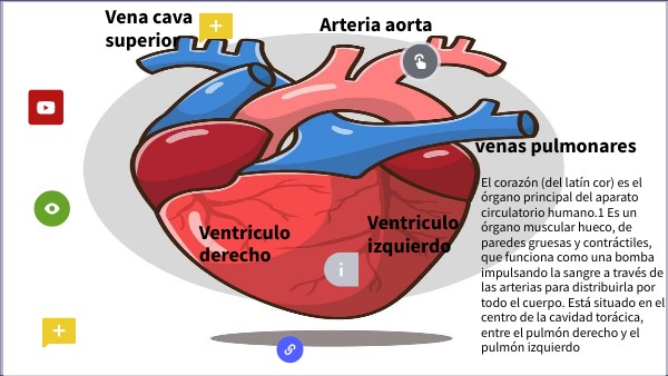 El corazòn y sus partes.