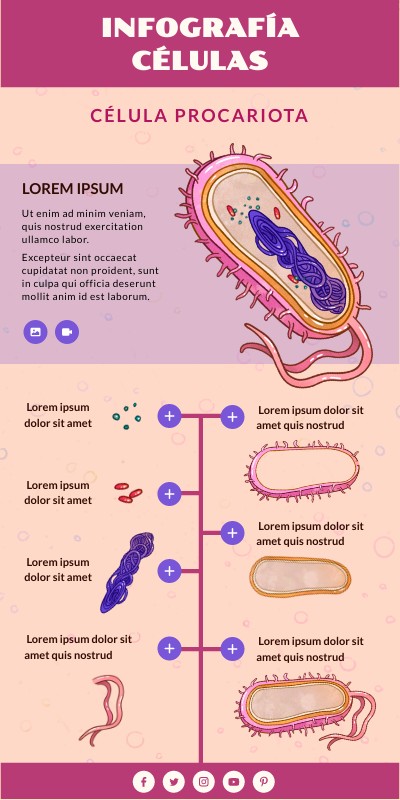 INFO VERTICAL CÉLULAS