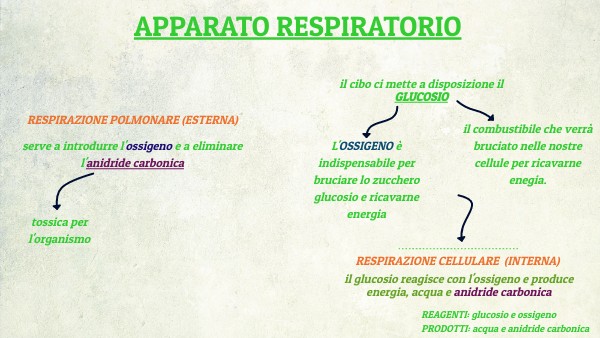 APPARATO RESPIRATORIO | Genially