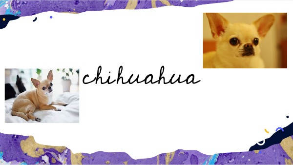 alia animal description