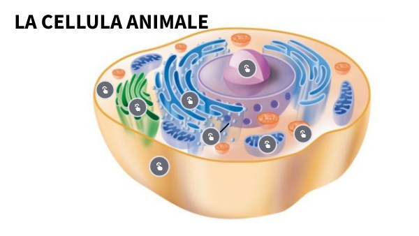 LA CELLULA ANIMALE | Genially
