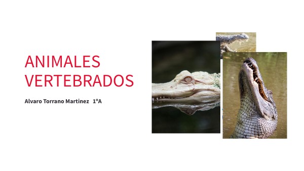 ALLIGATOR | Genially