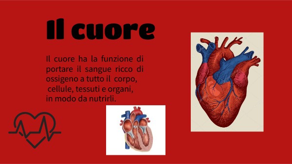 SISTEMA CIRCOLATORIO: il cuore | Genially