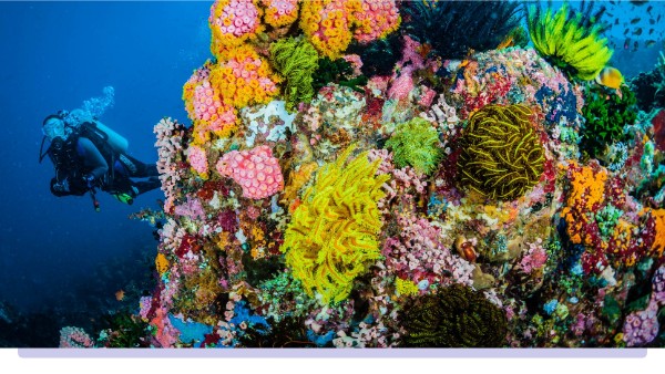 ORDER ANSWER FLASHCARD | Genially