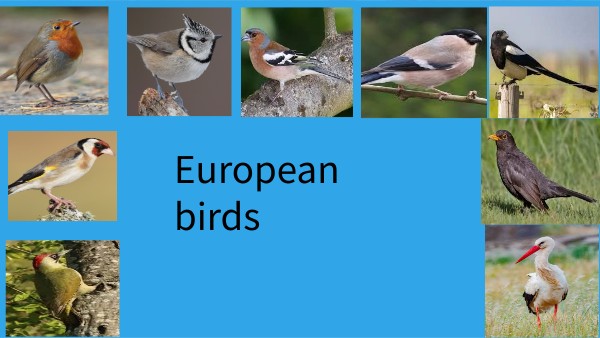 European birds