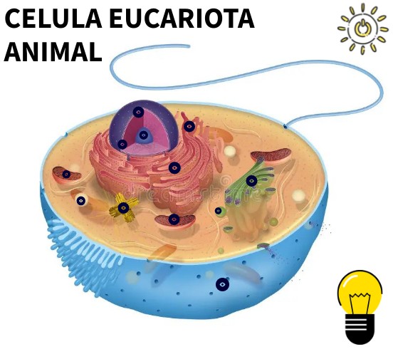 CELULA EUCARIOTA ANIMAL | Genially