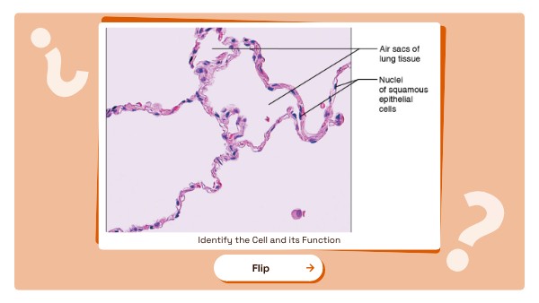 Cell Identification | Genially