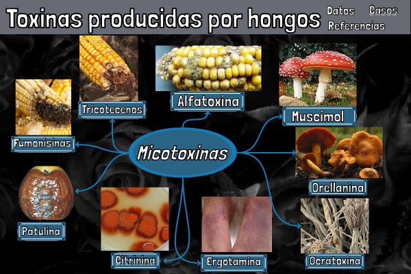 Toxinas producidas por hongos | Genially