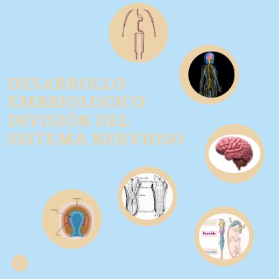 Infografía embriología | Genially