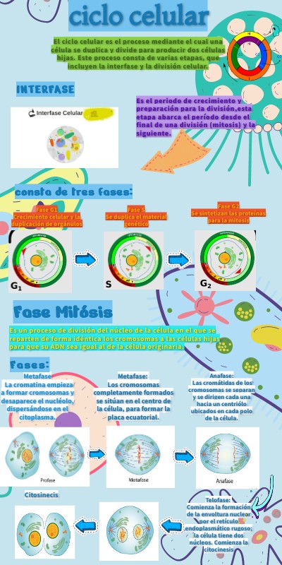 CICLO CELULAR "MITOSIS" | Genially