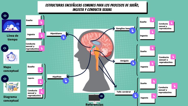 Brain Mindmap | Genially