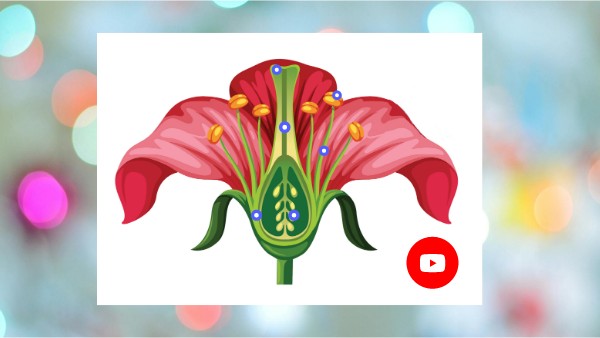 Parts Of A Flower & Their Functions | Genially