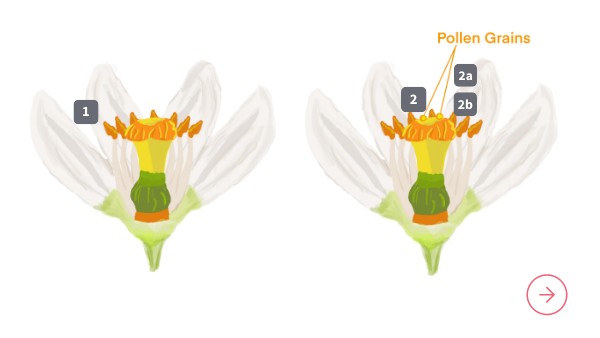 Pollination & Fertilisation | Genially