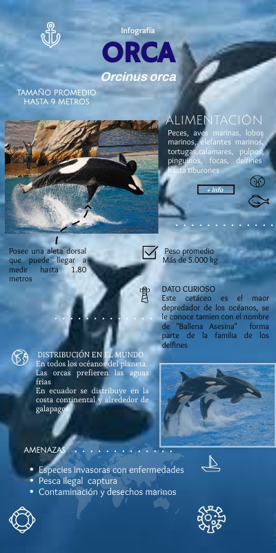 Infografía orcas | Genially