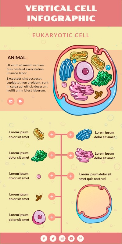 CELL VERTICAL INFO | Genially