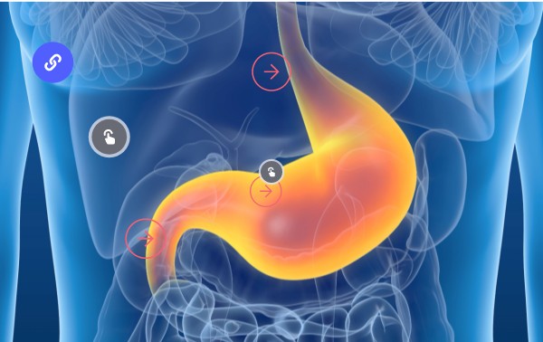 lo stomaco _Simone Belvedere